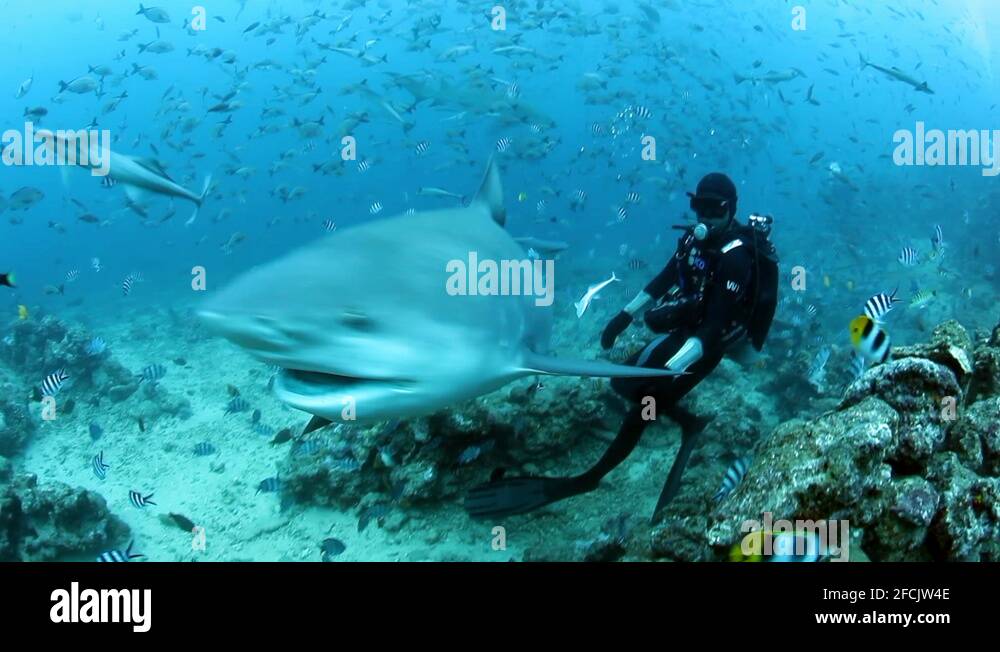 Whitefin Gray Shark and mustachioed nurse shark in underwater ocean ...