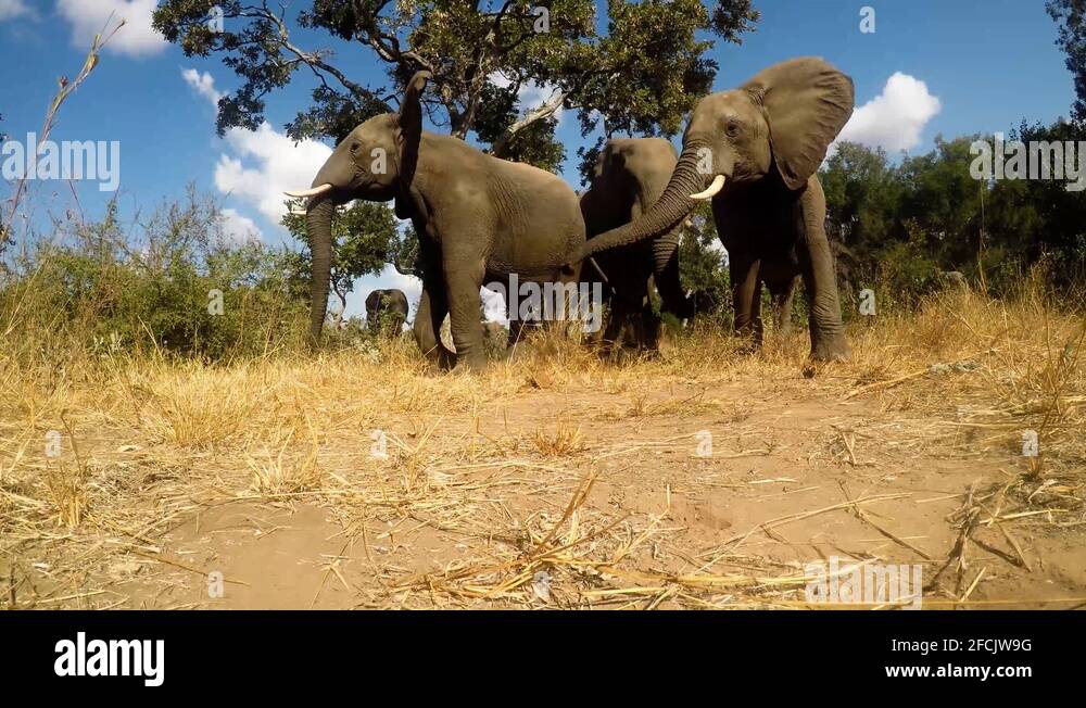 Elephants natural animals Stock Videos & Footage - HD and 4K Video ...