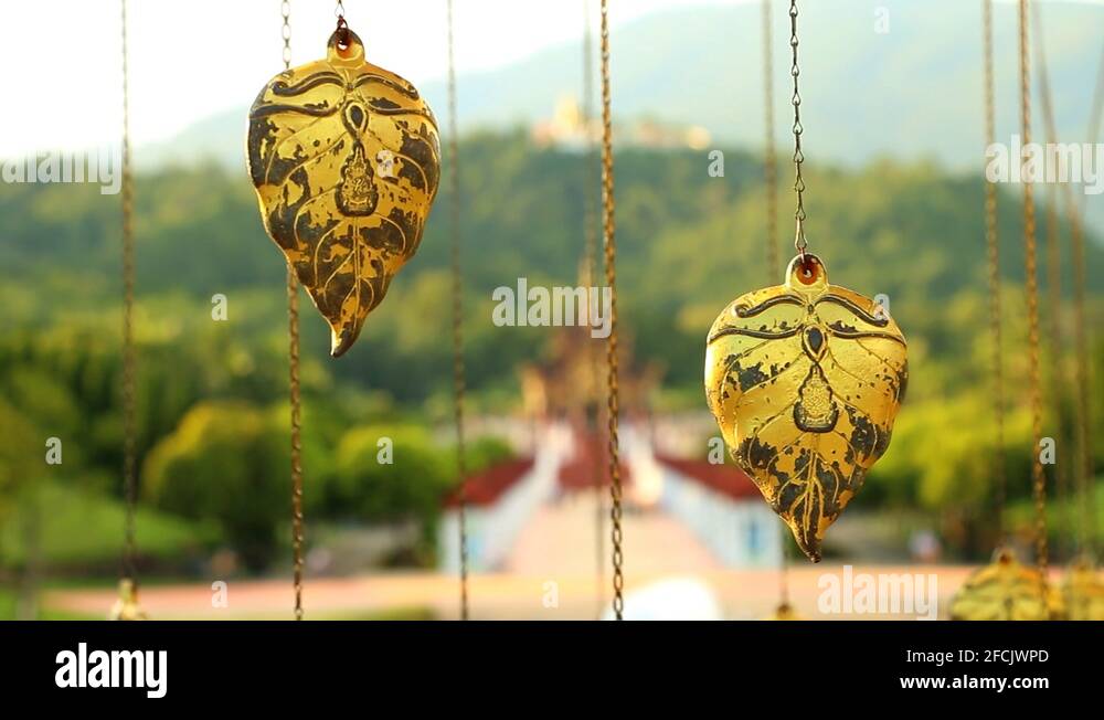 Leaf of bodhi tree Stock Videos & Footage - HD and 4K Video Clips - Alamy
