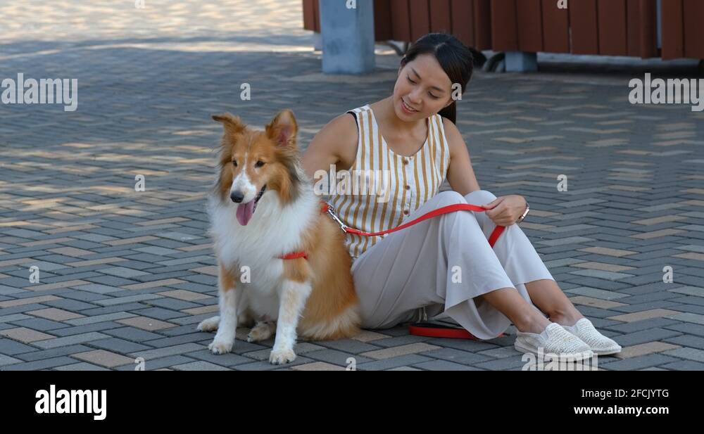 Female sheltie Stock Videos & Footage - HD and 4K Video Clips - Alamy