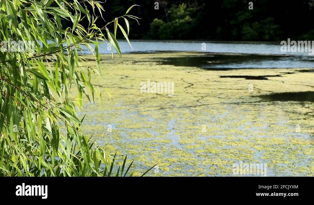 Pond leaves blowing in wind Stock Videos & Footage - HD and 4K Video ...