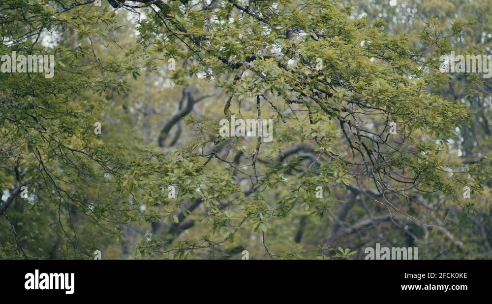 Curved tree branch Stock Videos & Footage - HD and 4K Video Clips - Alamy