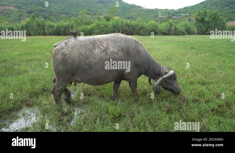 Muddy field cattle Stock Videos & Footage - HD and 4K Video Clips - Alamy