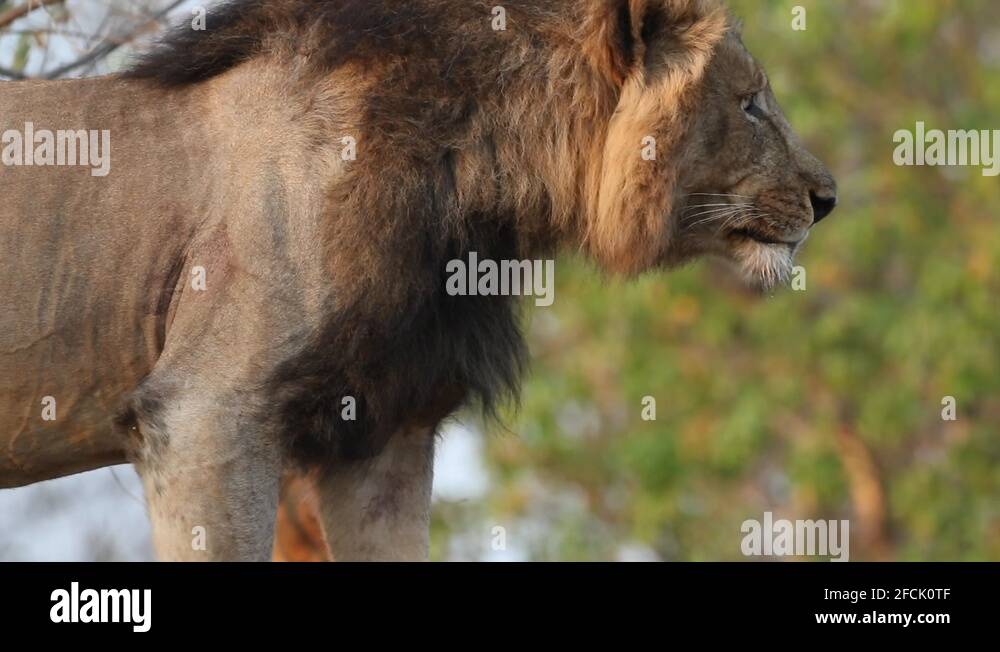 Side view male lion Stock Videos & Footage - HD and 4K Video Clips - Alamy