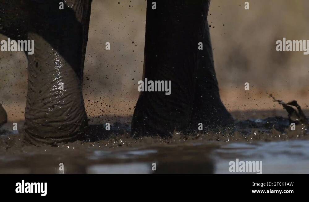 Elephant splashing mud Stock Videos & Footage - HD and 4K Video Clips ...