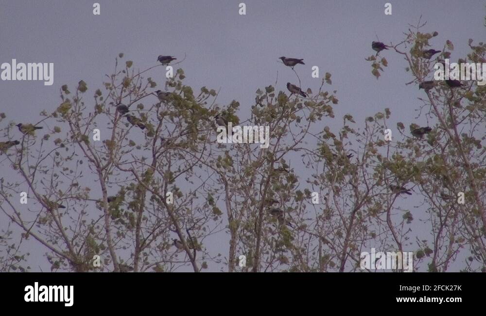 Crow leaf Stock Videos & Footage - HD and 4K Video Clips - Alamy