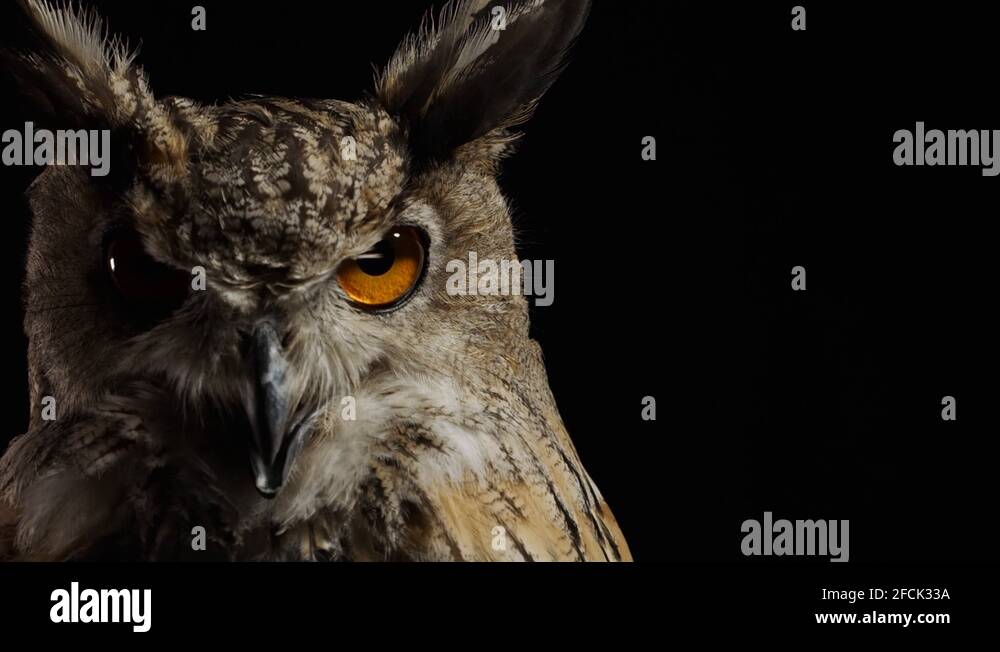 Scary owl Stock Videos & Footage - HD and 4K Video Clips - Alamy
