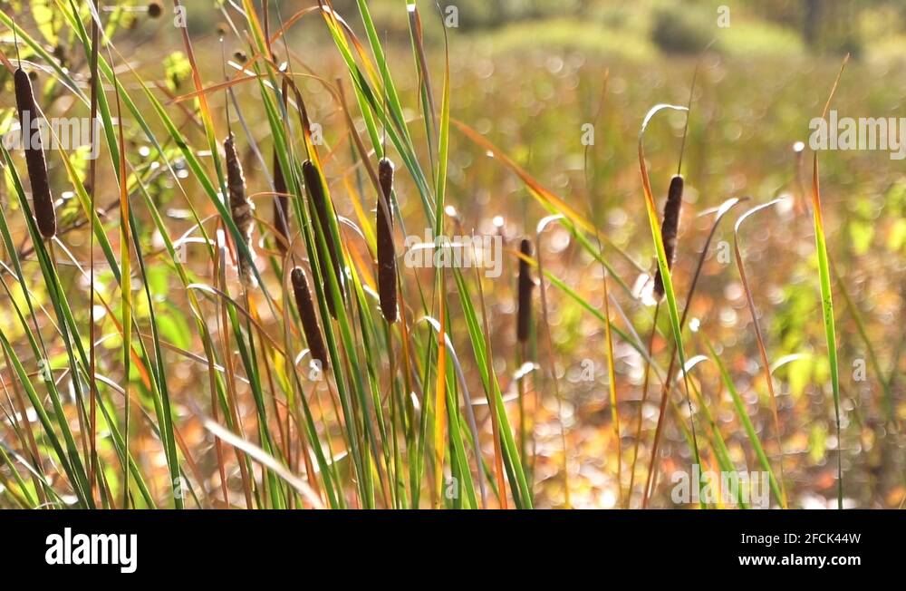 Cattails on side of pond Stock Videos & Footage - HD and 4K Video Clips ...