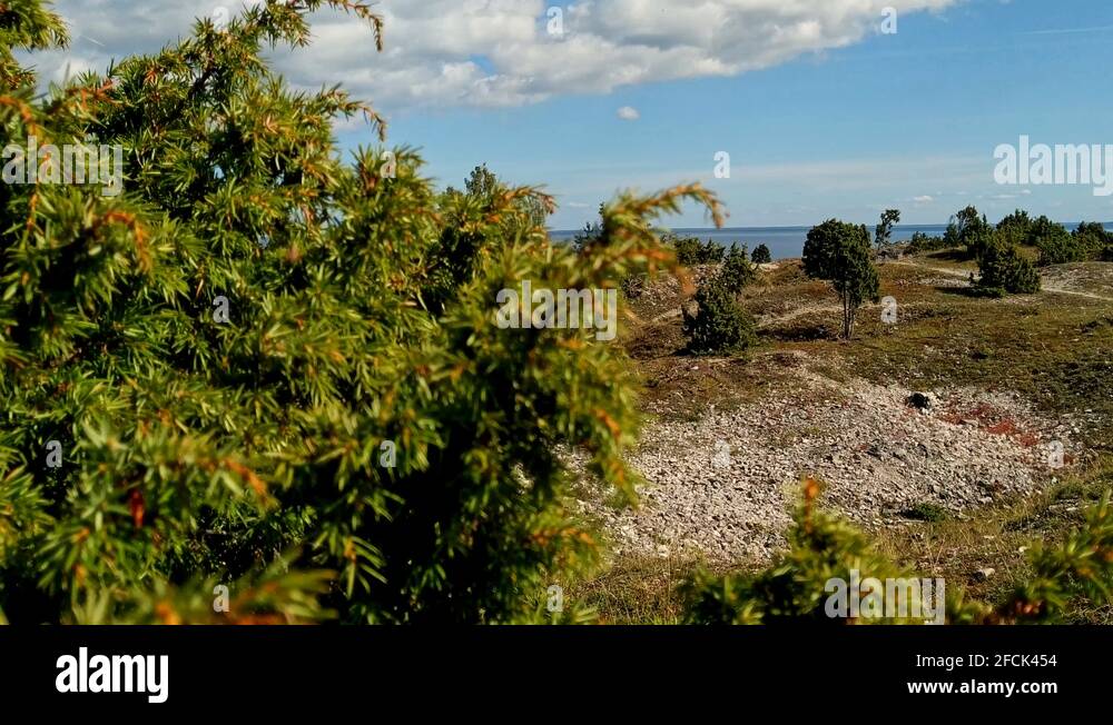 Juniper twigs Stock Videos & Footage - HD and 4K Video Clips - Alamy