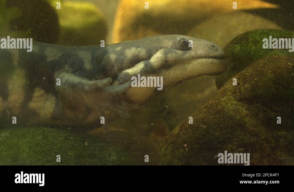 Close up salamander Stock Videos & Footage - HD and 4K Video Clips - Alamy