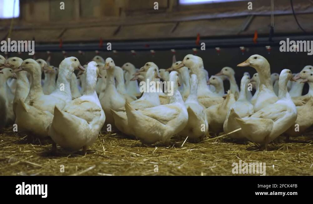 White layer duck Stock Videos & Footage - HD and 4K Video Clips - Alamy