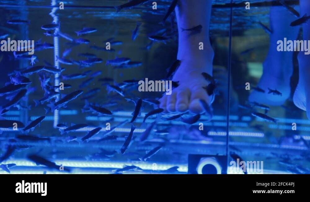 Fish spa feet pedicure skin care treatment. Close up of fish nibbling ...