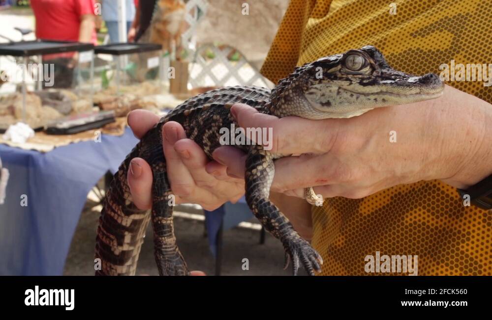 Crocodile children Stock Videos & Footage - HD and 4K Video Clips - Alamy