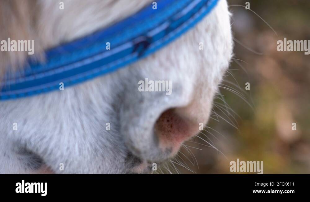 Pony nose Stock Videos & Footage - HD and 4K Video Clips - Alamy