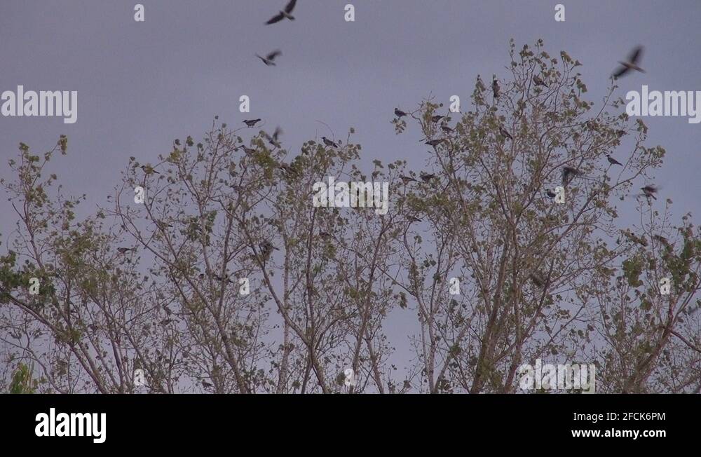 Crow rest Stock Videos & Footage - HD and 4K Video Clips - Alamy