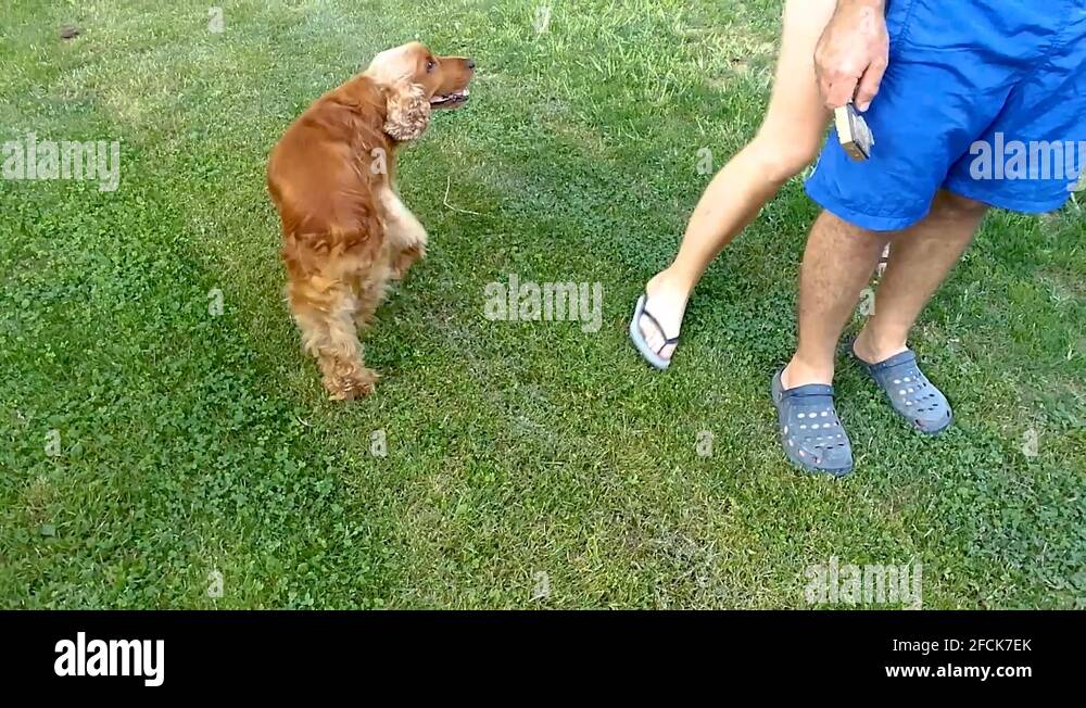 Walking english cocker spaniel Stock Videos & Footage - HD and 4K Video ...