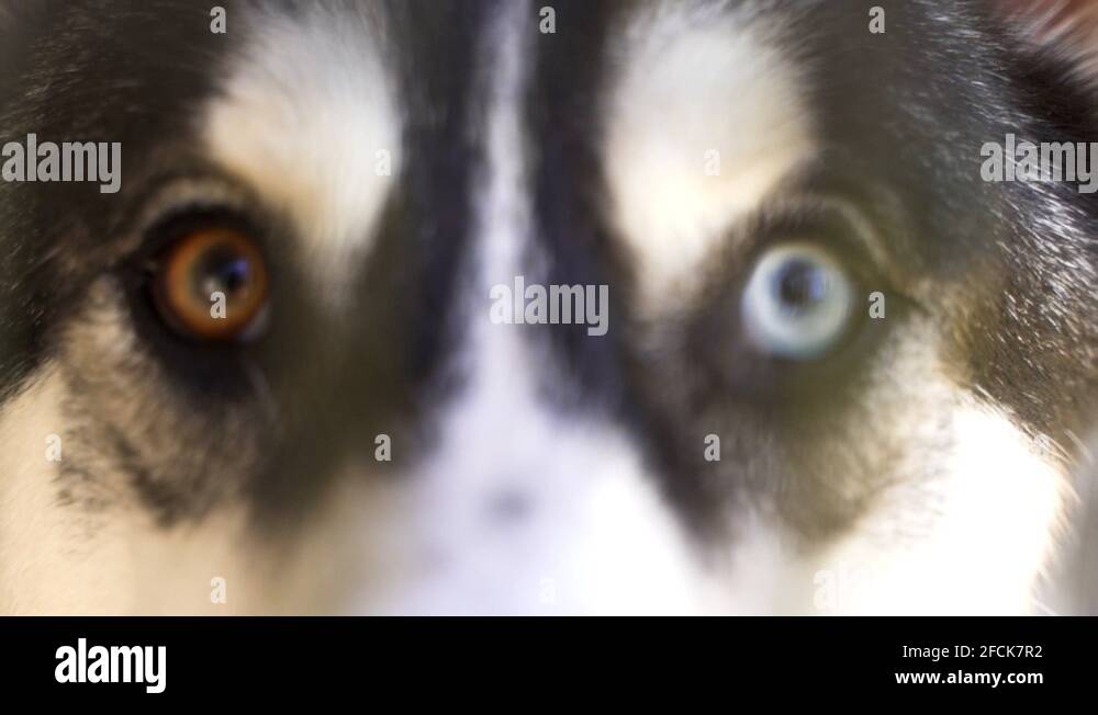 Multi colored eyes Stock Videos & Footage - HD and 4K Video Clips - Alamy