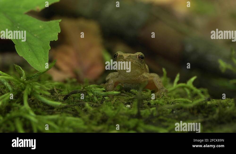 Peeper frog Stock Videos & Footage - HD and 4K Video Clips - Alamy