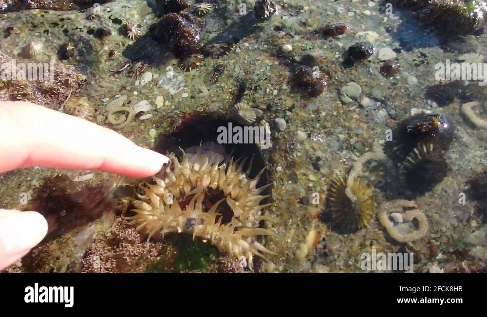 Sea creatures rock pool Stock Videos & Footage - HD and 4K Video Clips ...