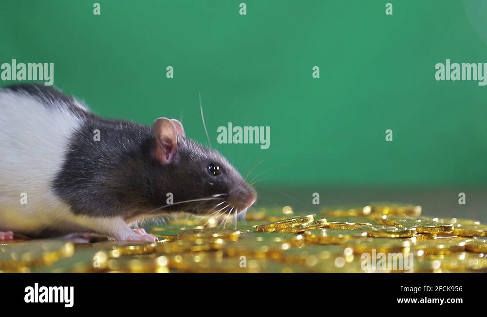 Black and white rat on a money background Stock Video Footage - Alamy