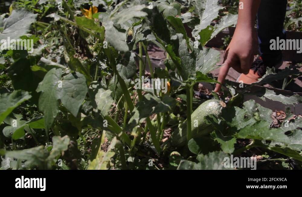 Pointing at plant Stock Videos & Footage - HD and 4K Video Clips - Alamy