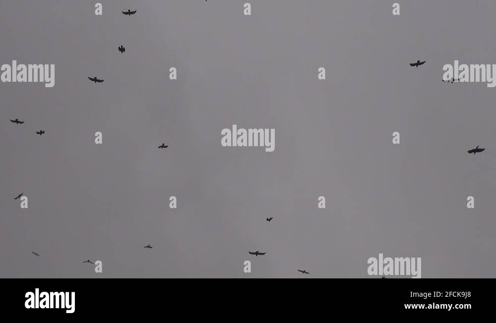 Wings hunting Stock Videos & Footage - HD and 4K Video Clips - Alamy