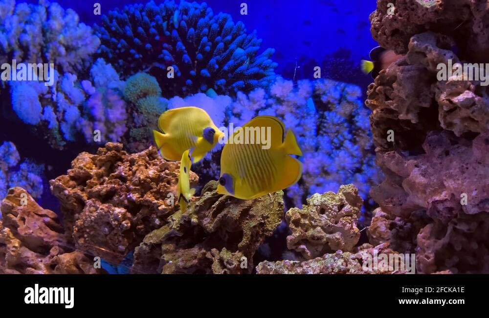 Masked fish Stock Videos & Footage - HD and 4K Video Clips - Alamy