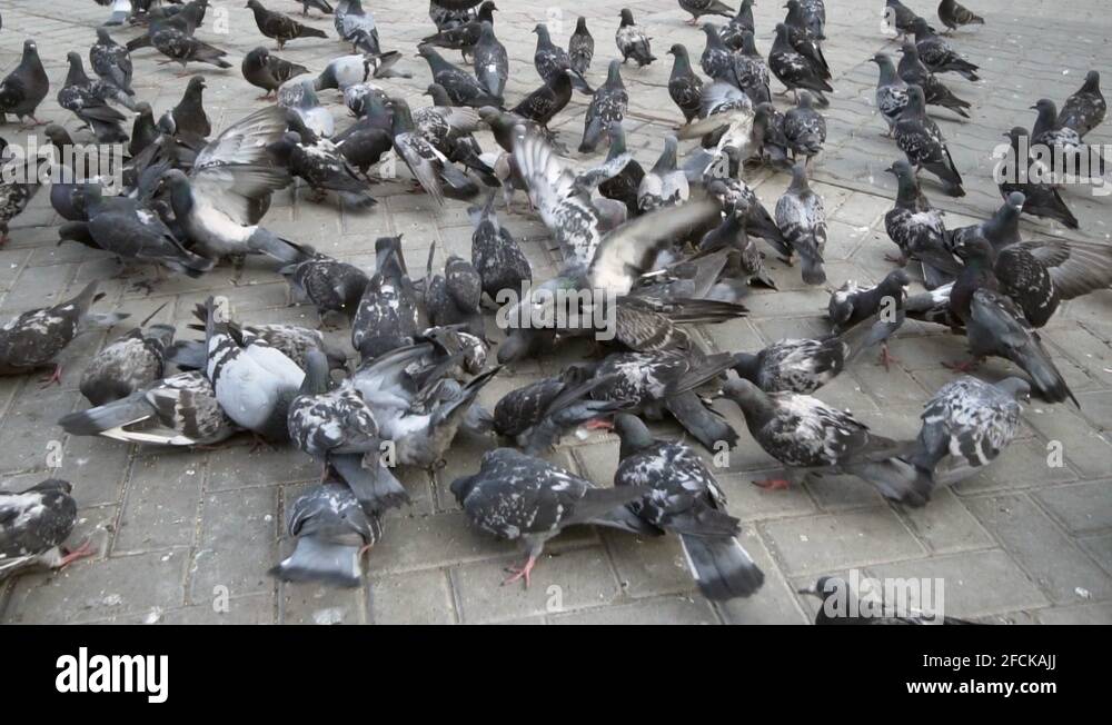 Backward animal Stock Videos & Footage - HD and 4K Video Clips - Alamy