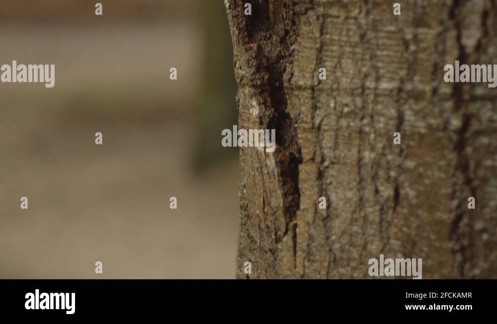 Broken bark Stock Videos & Footage - HD and 4K Video Clips - Alamy