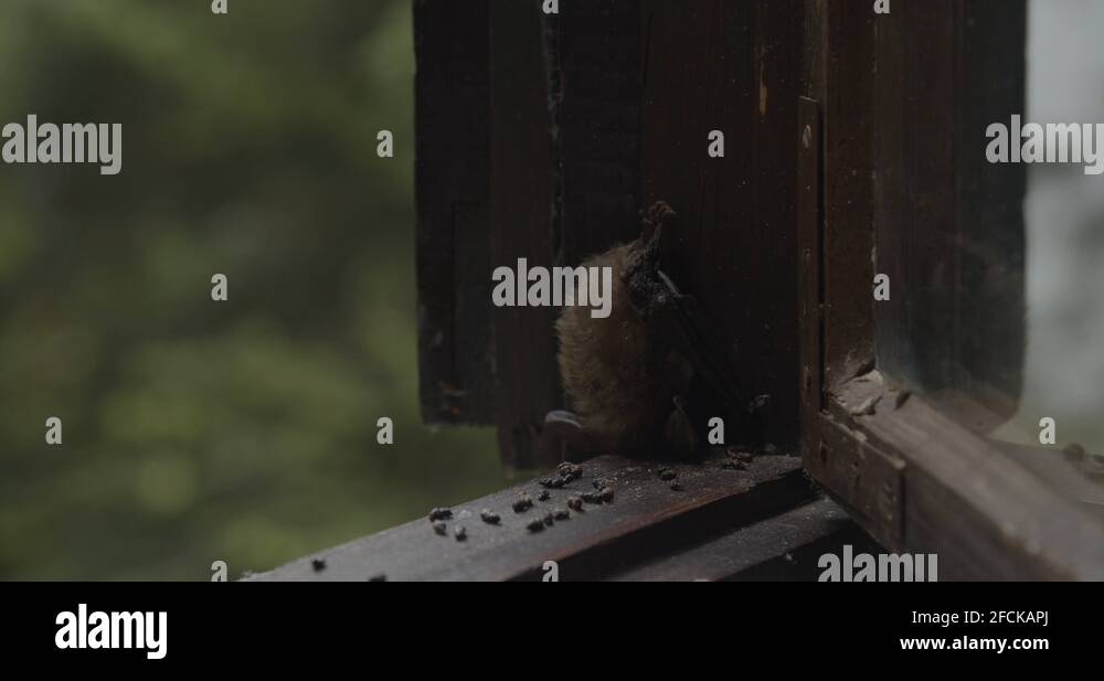 Bat sleeping on a window frame, close up Stock Video Footage - Alamy