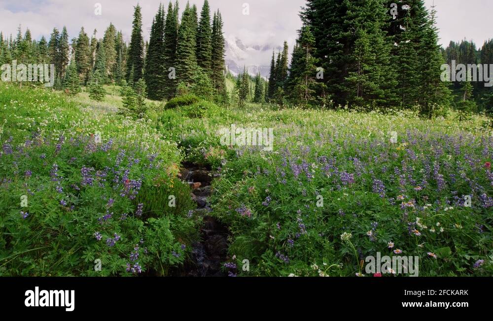 Mount rainier alpine wildflowers Stock Videos & Footage - HD and 4K ...