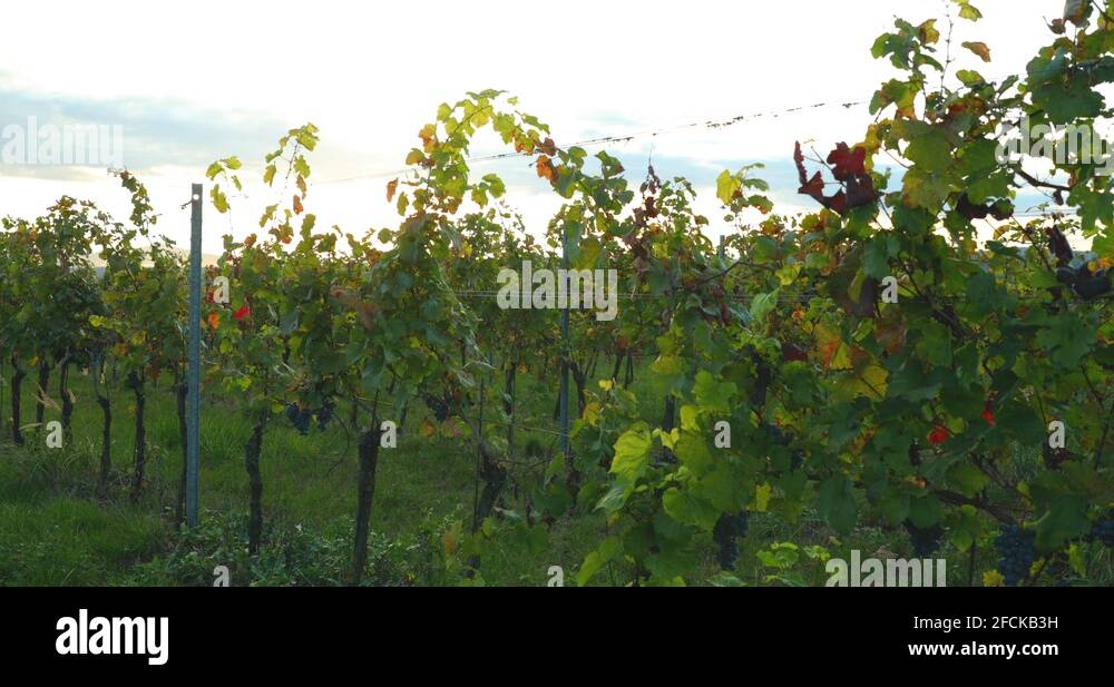 Grapevine field Stock Videos & Footage - HD and 4K Video Clips - Alamy
