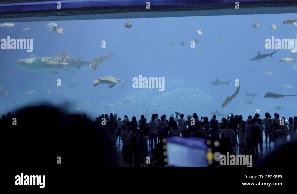 Chimelong ocean kingdom whale Stock Videos & Footage - HD and 4K Video ...
