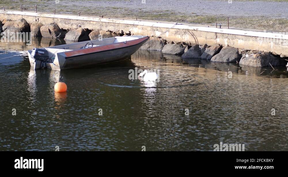 Swan eating fish Stock Videos & Footage - HD and 4K Video Clips - Alamy