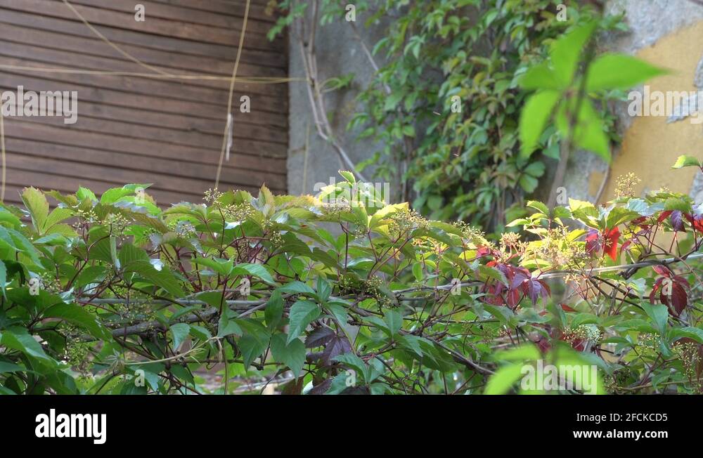 Rope vine Stock Videos & Footage - HD and 4K Video Clips - Alamy