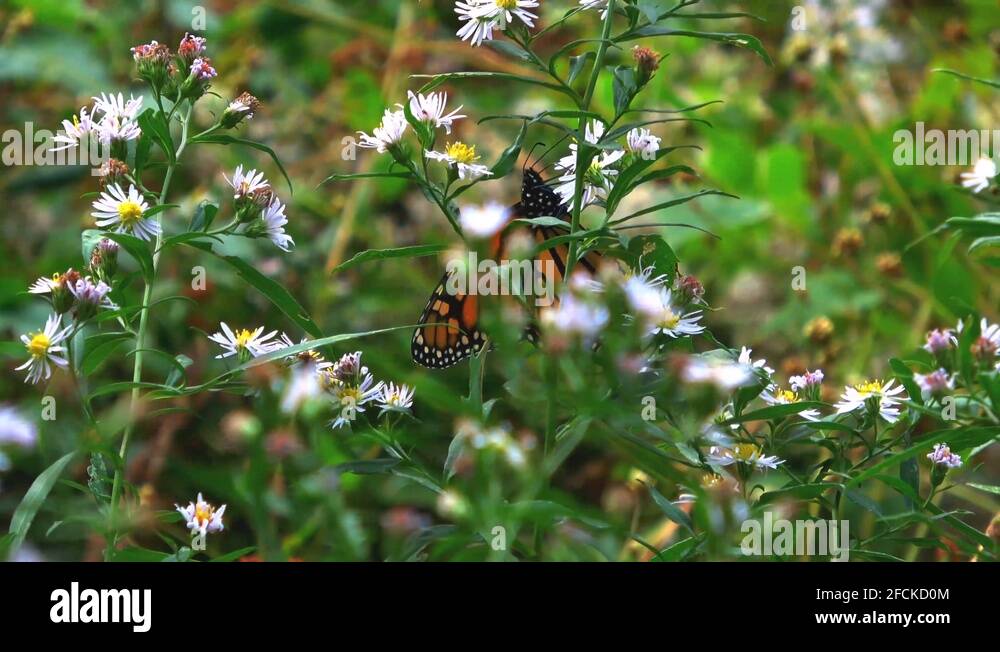 Butterfly in wildflowers Stock Videos & Footage - HD and 4K Video Clips ...