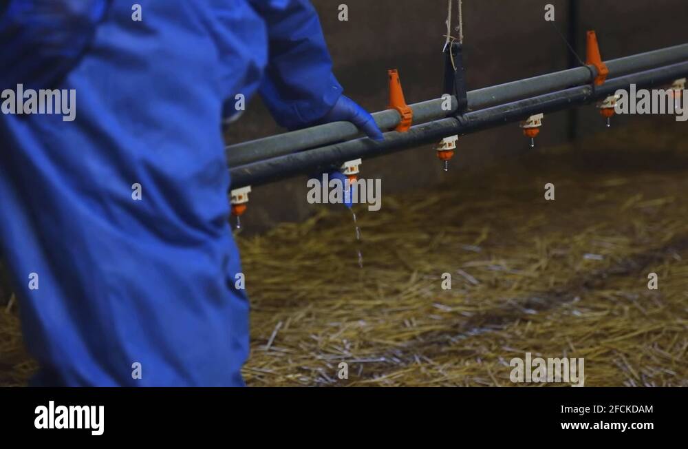 Farmer wearing PPE while checking poultry water drinking system inside ...