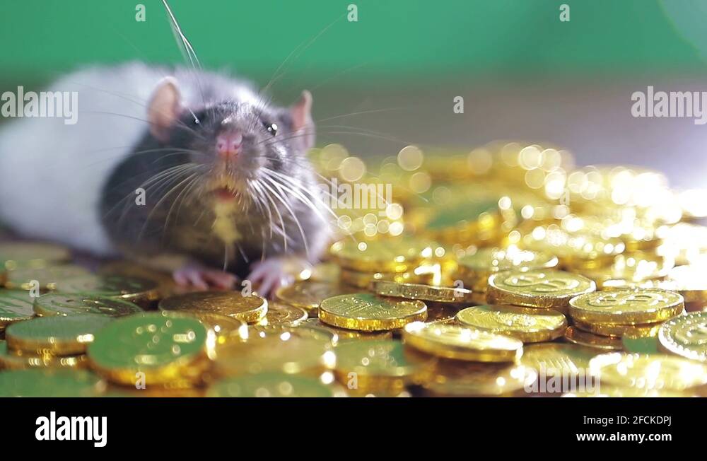 Black and white rat on a money background Stock Video Footage - Alamy