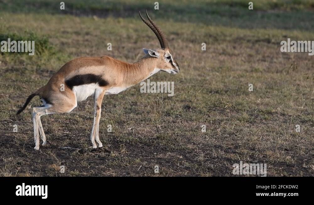 A male Thompson’s Gazelle poops on the plains of the Maasai Mara ...