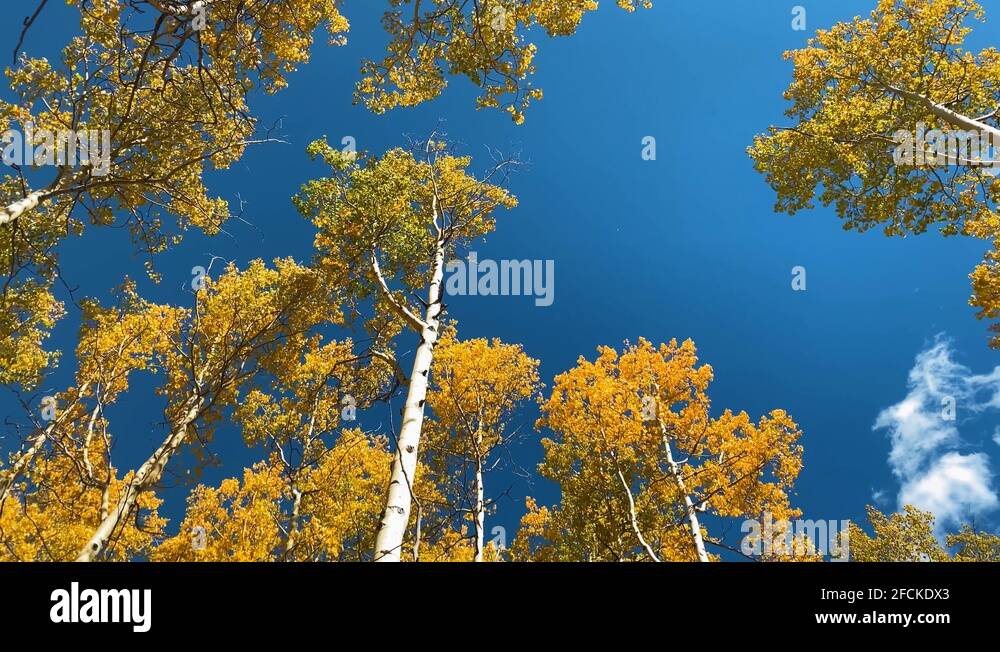 Trees changing colors in the fall Stock Videos & Footage - HD and 4K ...