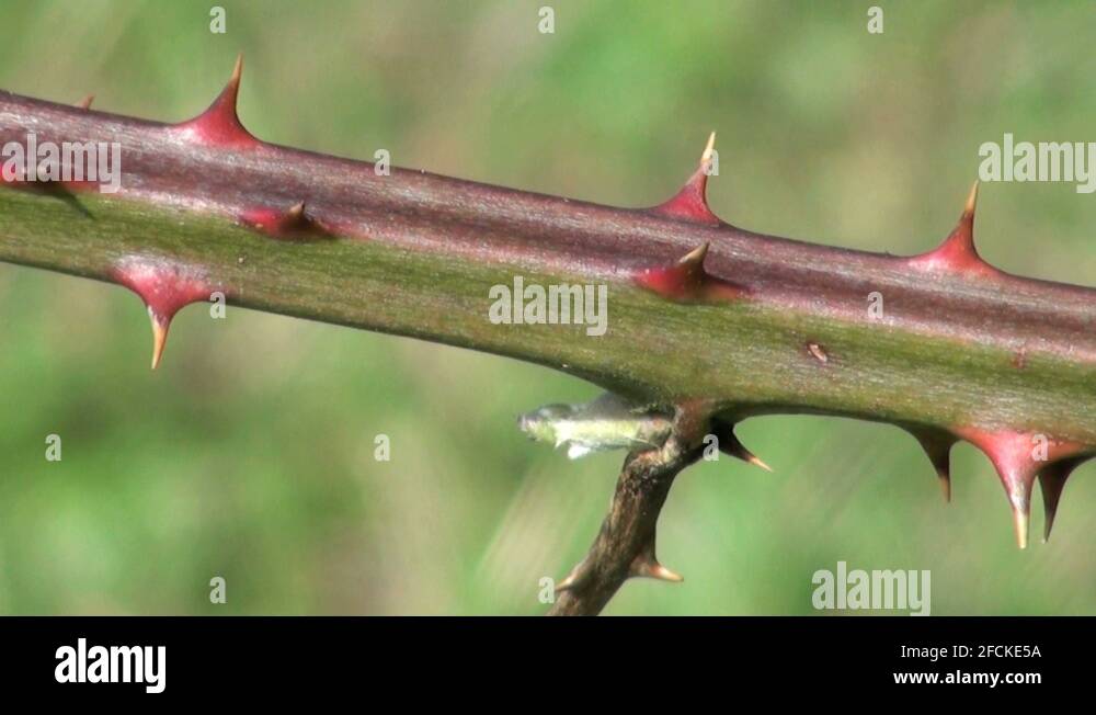 Bramble bush Stock Videos & Footage - HD and 4K Video Clips - Alamy