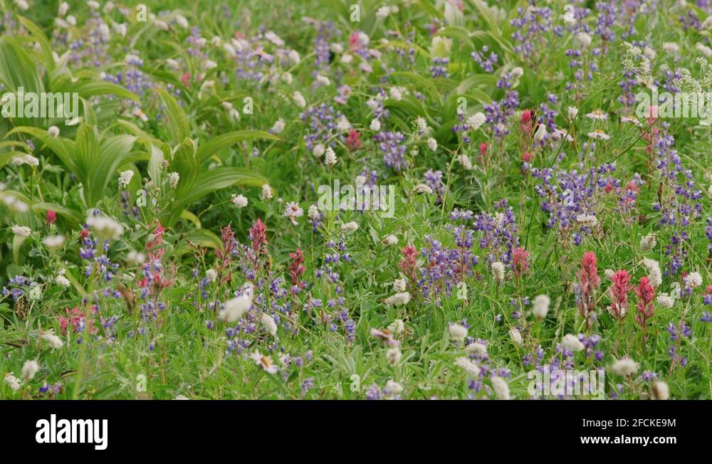 Mount rainier national park wildflowers Stock Videos & Footage - HD and ...