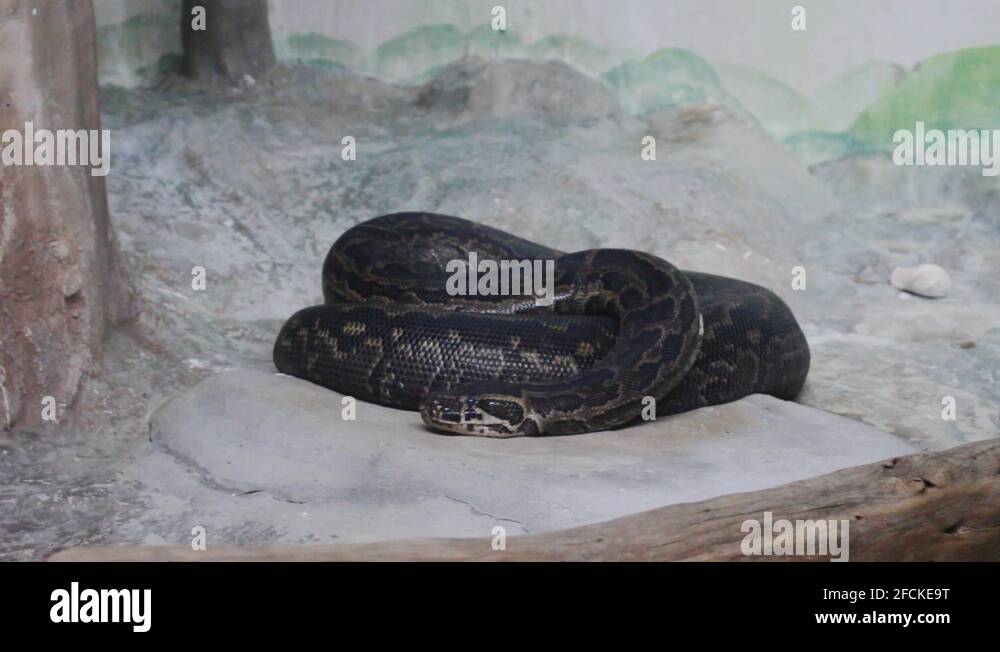Coiled black snake Stock Videos & Footage - HD and 4K Video Clips - Alamy