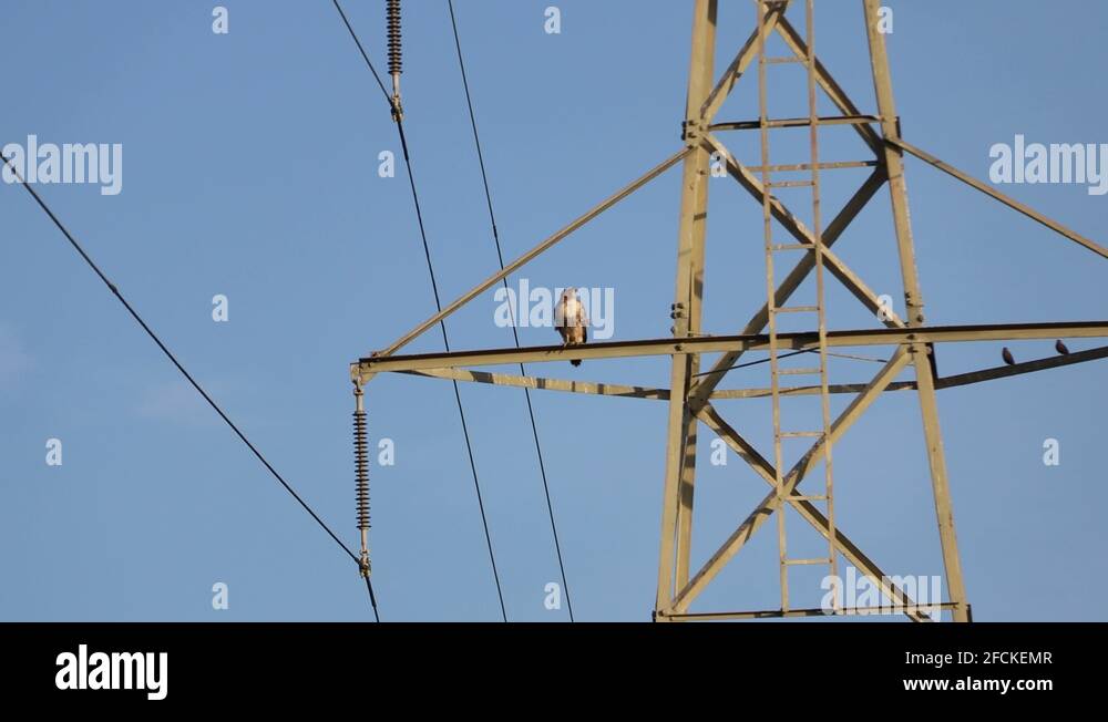 Hawk tower Stock Videos & Footage - HD and 4K Video Clips - Alamy