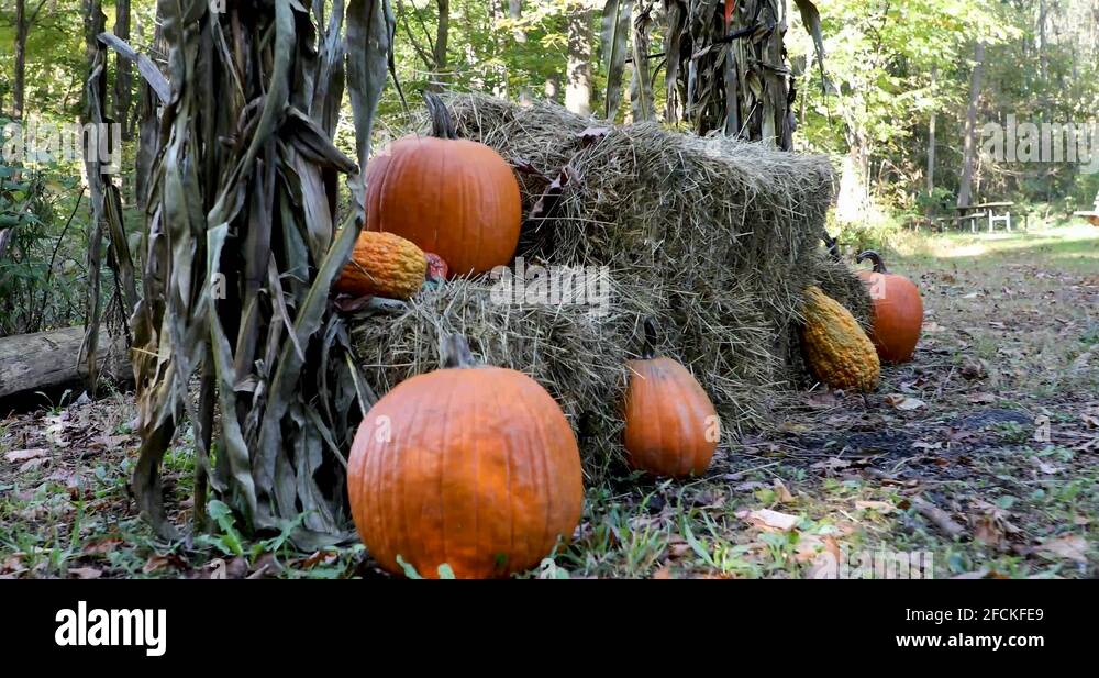 Photo in fall Stock Videos & Footage - HD and 4K Video Clips - Alamy