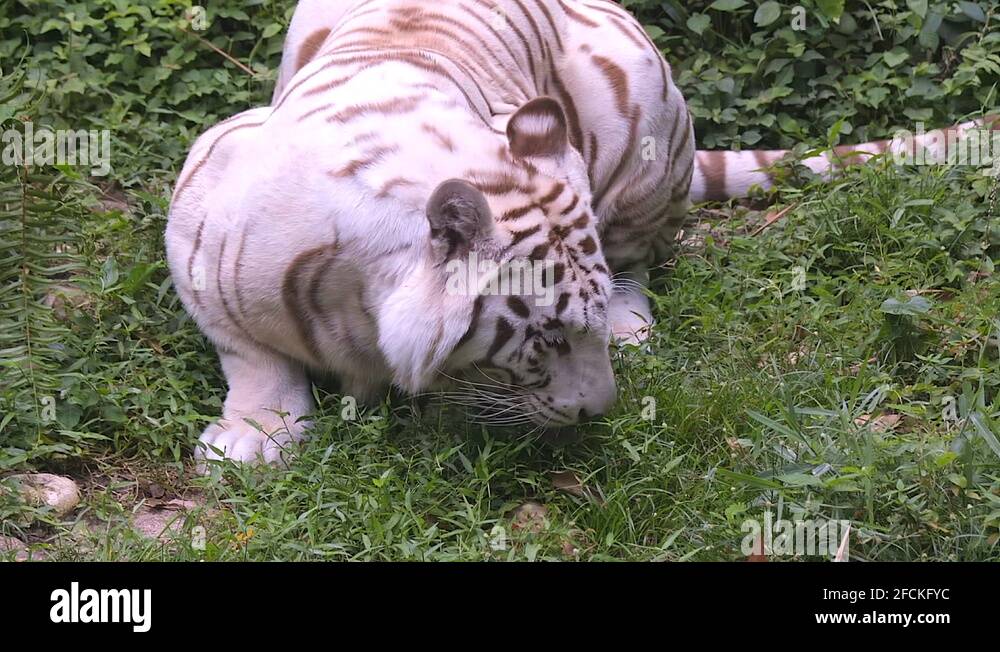 White tiger Stock Videos & Footage - HD and 4K Video Clips - Alamy