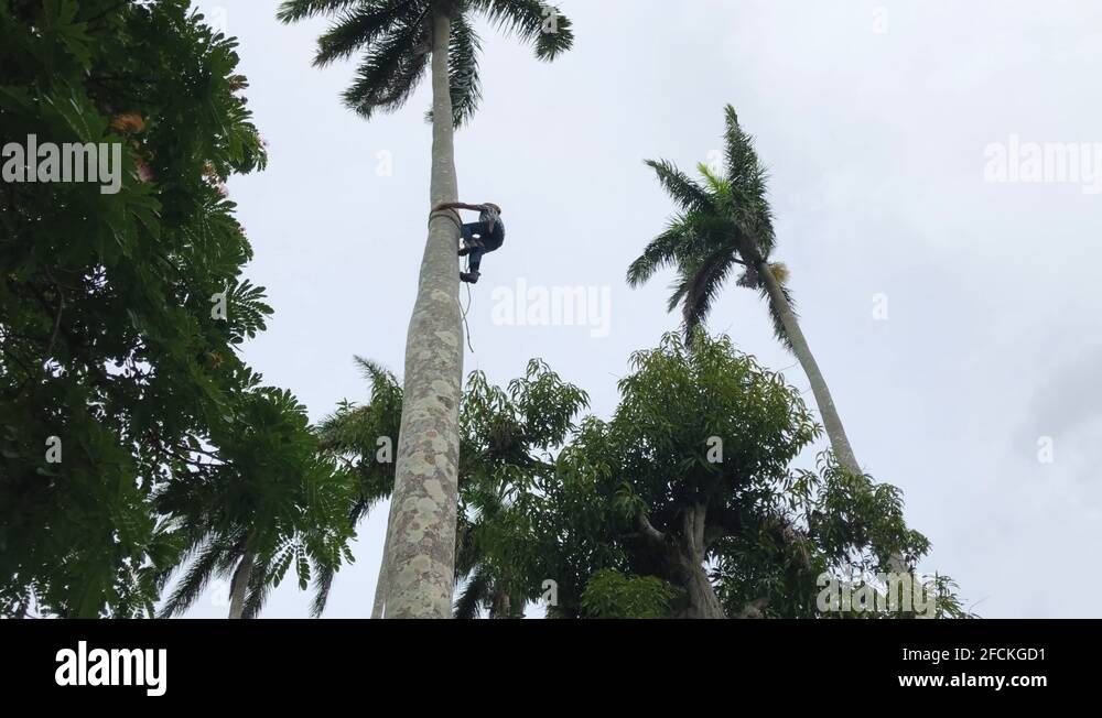 Observation of a palm climber scaling a huge palm in Villa Clara, Cuba ...