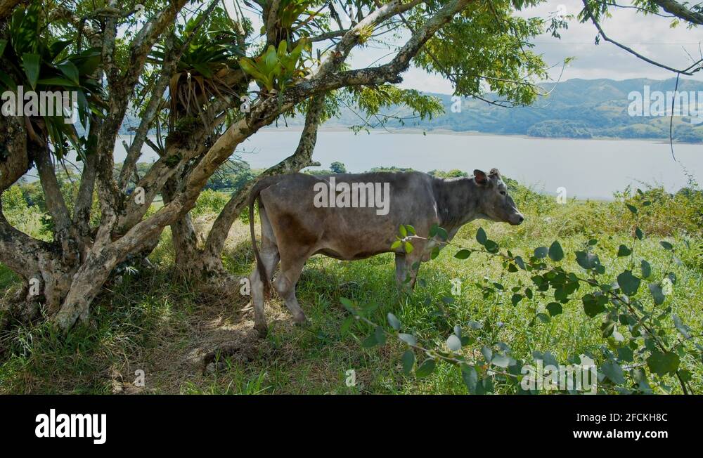 Costa rica cow Stock Videos & Footage - HD and 4K Video Clips - Alamy