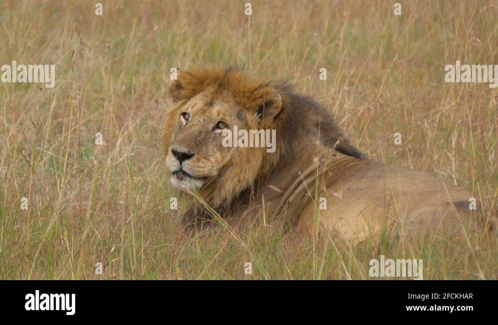 African lion hunting Stock Videos & Footage - HD and 4K Video Clips - Alamy