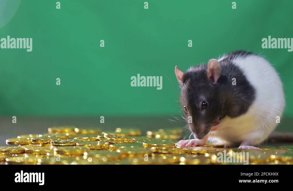 Black and white rat on a money background Stock Video Footage - Alamy